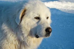 Do Great Pyrenees Shed: What You Need to Know About the Great Pyrenees ...