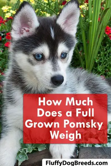 How Much Does a Full Grown Pomsky Weigh: Learn About Weight, Height and ...