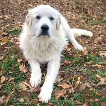 Do Great Pyrenees Bark a Lot? – Fluffy Dog Breeds