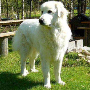 Great Pyrenees Care and Grooming: Why is It Important? – Fluffy Dog Breeds