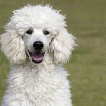 Japanese Spitz Poodle Mix: Meet the Intelligent Cheerful Dog – Fluffy ...