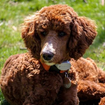 Boykin Spaniel Poodle Mix: Newer and More Compact Doodle Gundog ...
