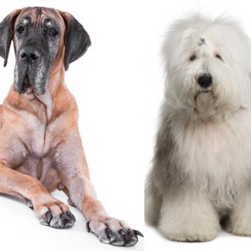 Old English Sheepdog Golden Retriever Mix: Meet the Loyal, Loving ...