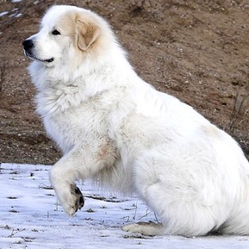 Male or Female Great Pyrenees: the Gender Quandary in LGDs and Pets ...