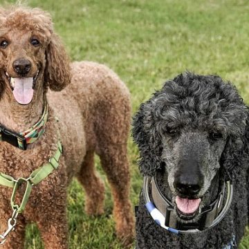Boykin Spaniel Poodle Mix: Newer and More Compact Doodle Gundog ...