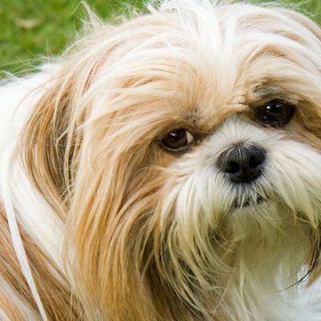 Labrador Retriever Shih Tzu Mix: Meet the Gentle Playful Dog – Fluffy ...