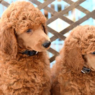 Boykin Spaniel Poodle Mix: Newer and More Compact Doodle Gundog ...