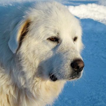 Do Great Pyrenees Have Webbed Feet? – Fluffy Dog Breeds
