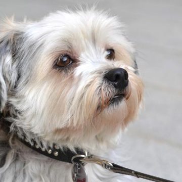 Labrador Retriever Shih Tzu Mix: Meet the Gentle Playful Dog – Fluffy ...