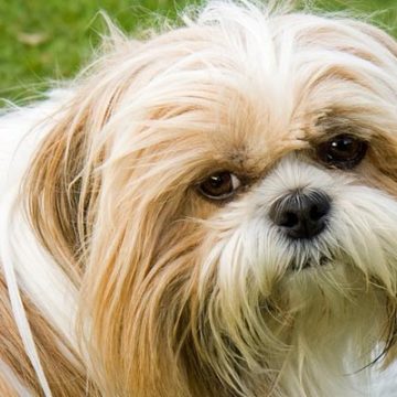 Labrador Retriever Shih Tzu Mix: Meet the Gentle Playful Dog – Fluffy ...