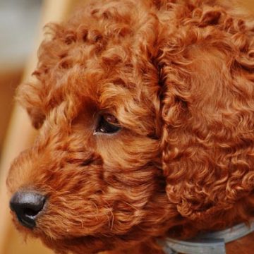 Fully Grown Cavapoo: Everything You Need to Know – Fluffy Dog Breeds