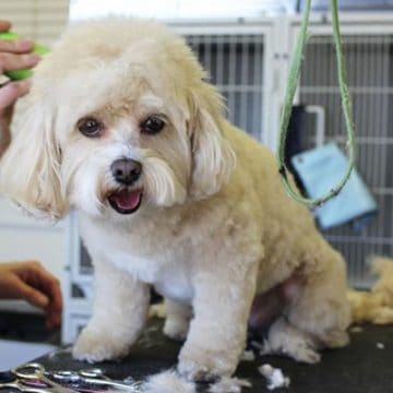 Fully Grown Cavapoo: Everything You Need to Know – Fluffy Dog Breeds