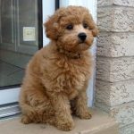 Cavapoo Price Guide: Everything You Need to Know – Fluffy Dog Breeds