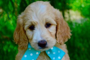 Fully Grown Cavapoo: Everything You Need to Know | Fluffy Dog Breeds