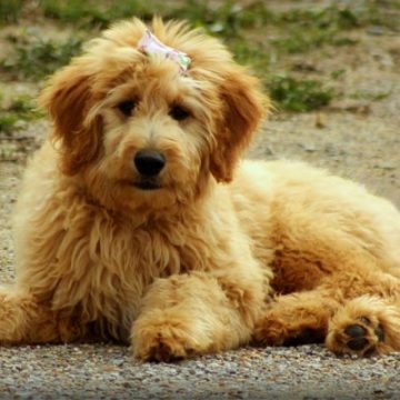 Japanese Spitz Poodle Mix: Meet the Intelligent Cheerful Dog – Fluffy ...
