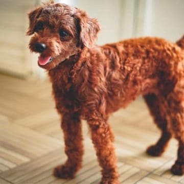 Boykin Spaniel Poodle Mix: Newer and More Compact Doodle Gundog ...
