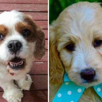 Cavapoo vs. Cockapoo: How Do These Breeds Differ? – Fluffy Dog Breeds