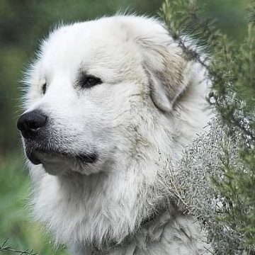 Great Pyrenees Wolf Mix: Should Give Pause – Get the Facts – Fluffy Dog ...