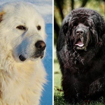 Samoyed Great Pyrenees Mix: Meet the Gentle Smart Dog – Fluffy Dog Breeds