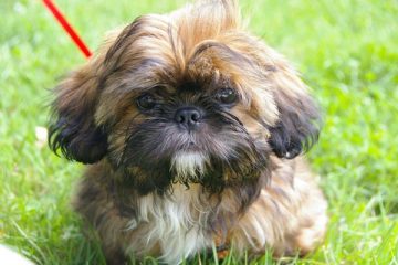 7 Dogs that Look Like Shih Tzu: Mirror Images, Copycats, and Near ...