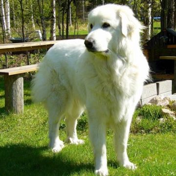 Maremma Sheepdog vs Great Pyrenees: Two Ways to be Great at What They ...