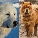 Great Pyrenees Wolf Mix: Should Give Pause – Get the Facts – Fluffy Dog ...