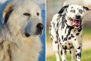 Great Pyrenees Wolf Mix: Should Give Pause – Get the Facts – Fluffy Dog ...