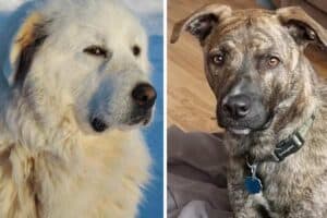 Catahoula Great Pyrenees Mix: Meet the Loyal Smart Dog | Fluffy Dog Breeds