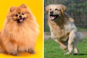 Pomeranian Golden Retriever Mix: The Ultimate Animal Companion | Fluffy ...
