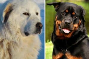 Rottweiler Great pyrenees Mix: Meet the Confident Guardian Dog | Fluffy ...